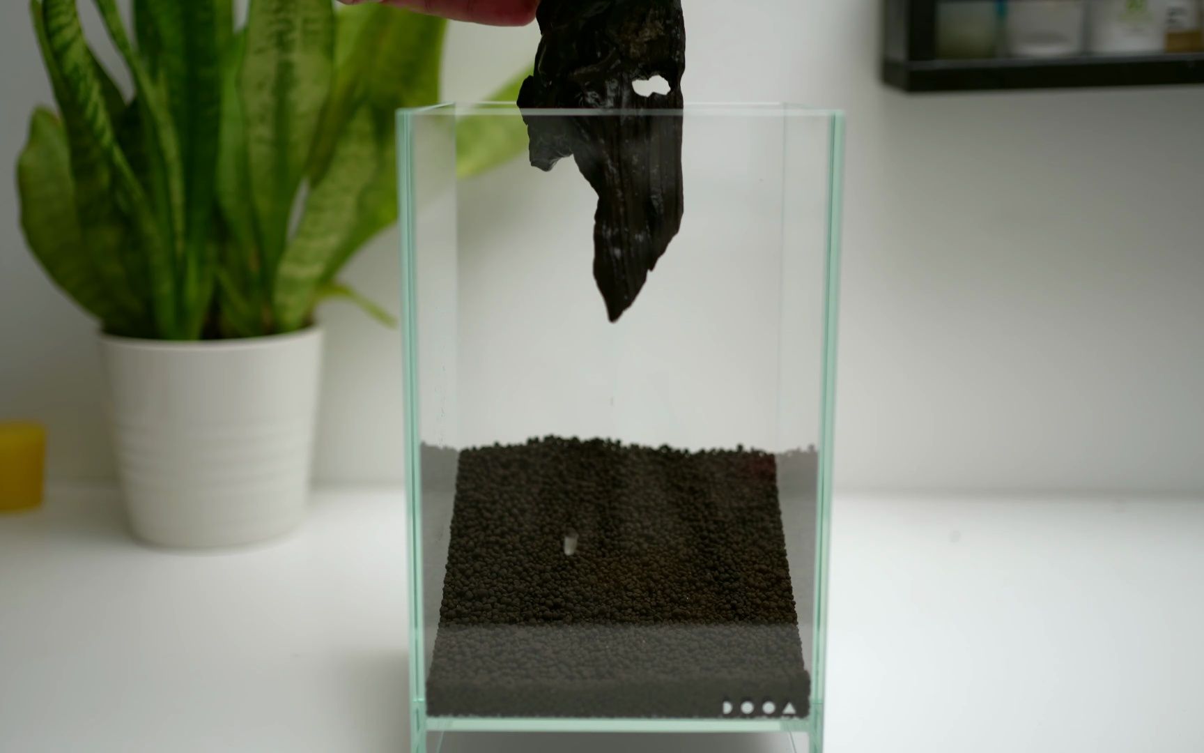 用水生植物建造一个迷你缸