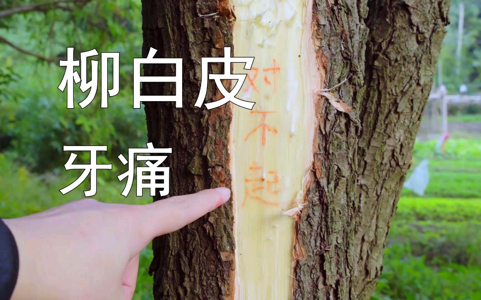 【柳白皮】柳树的皮,原来有这么大的价值!