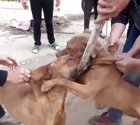 比特犬打架强悍过招,目前在网络拍的最精彩一部