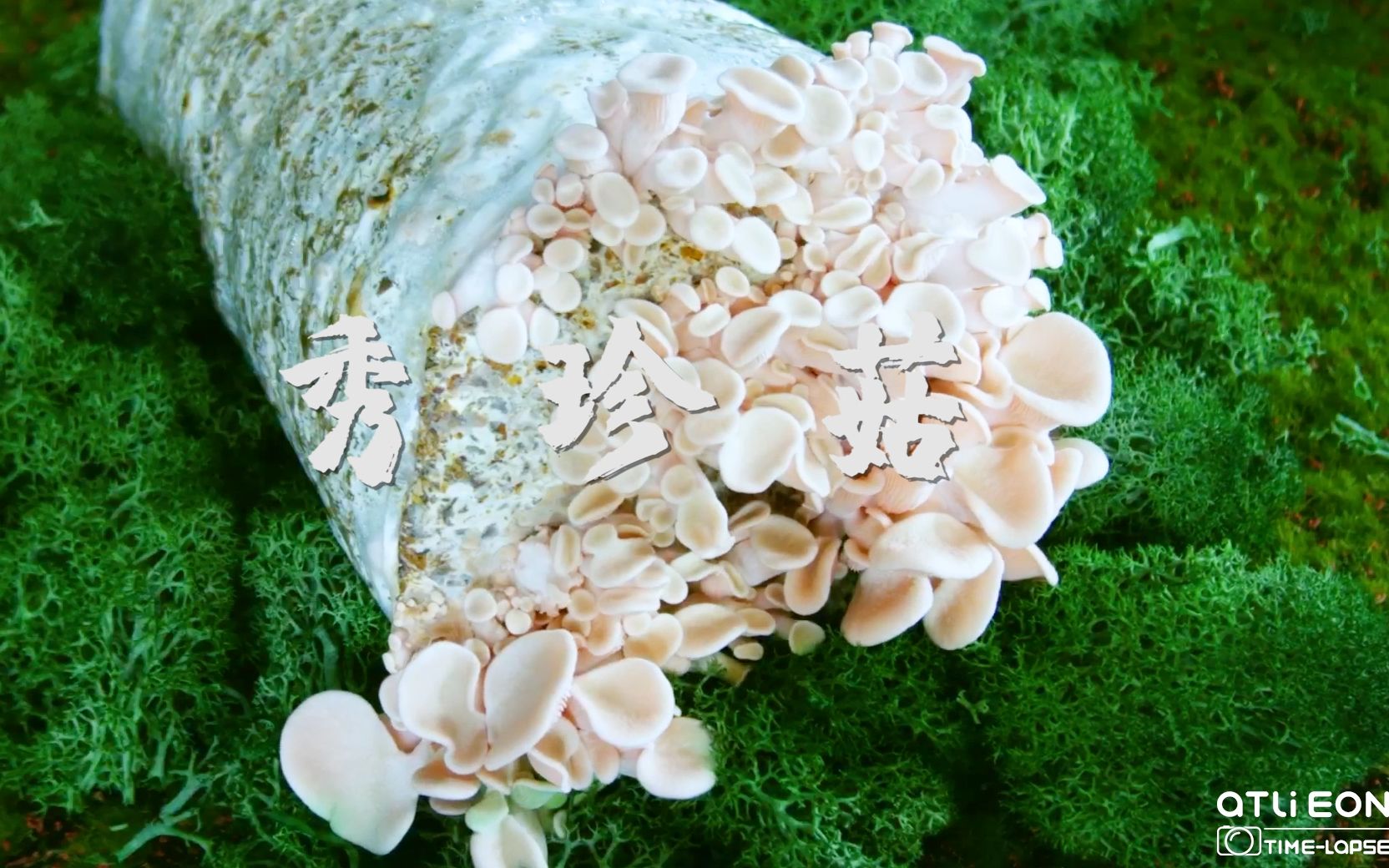 【延时摄影】耗时100小时记录秀珍菇的生长过程! 从菇包里长出来的...