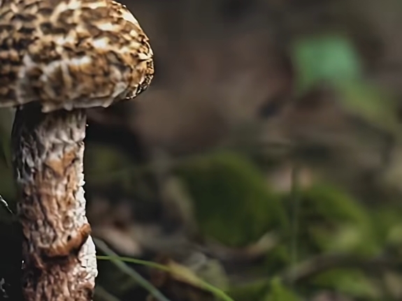 发现最美蘑菇ߍ