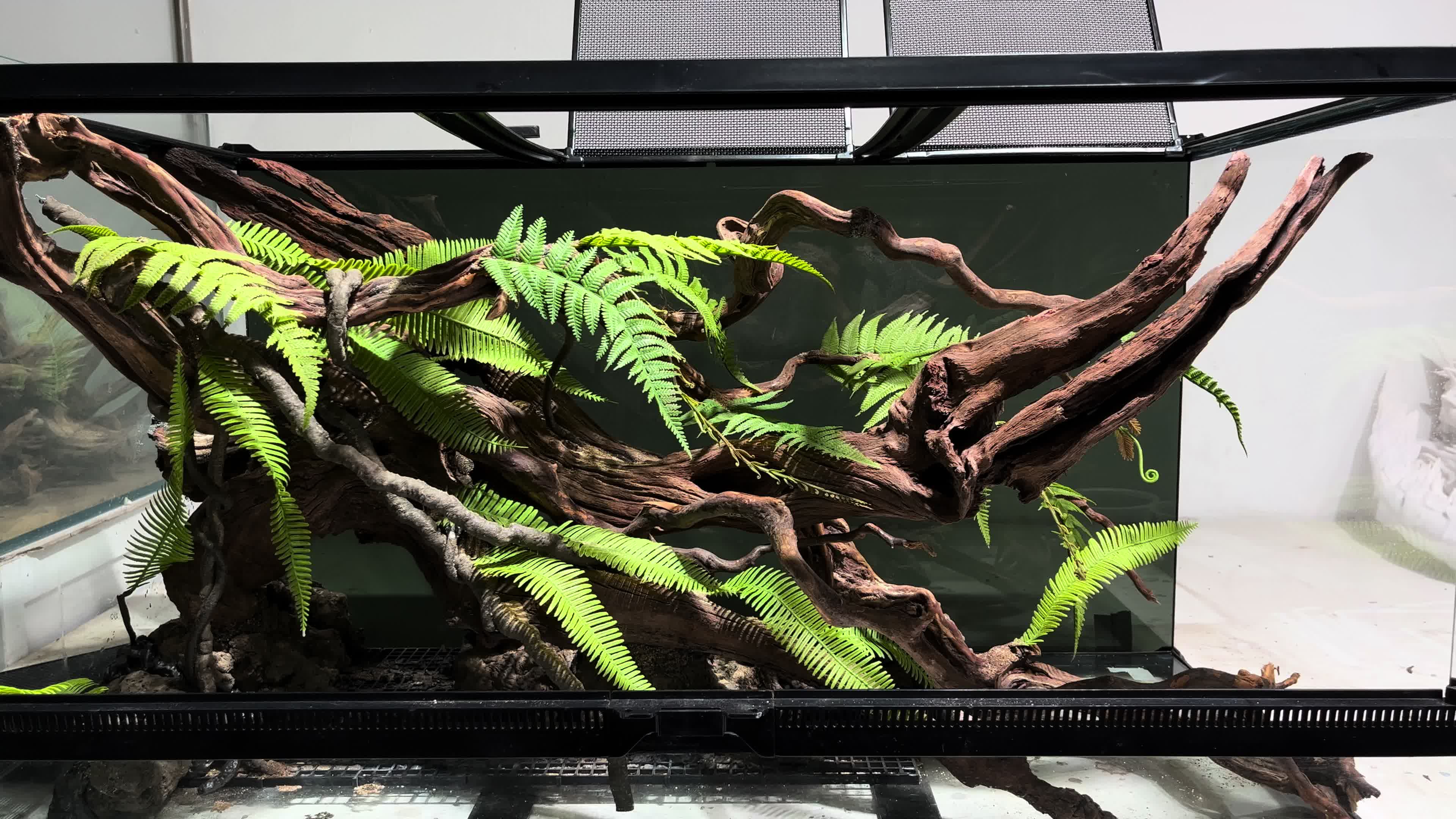 #雨林缸造景 #雨林缸 #雨林 #沉木造景 #鱼缸里的大自然