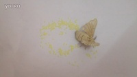 自家养的蚕产卵了