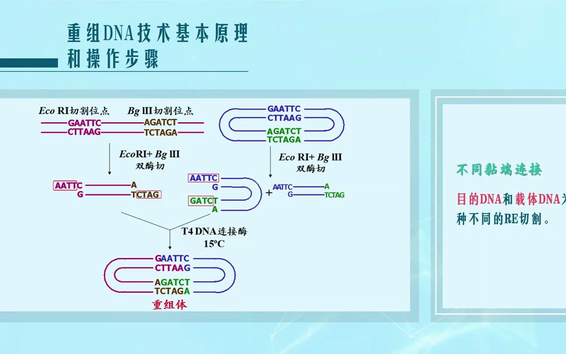 21.1.2 重组DNA技术的基本原理