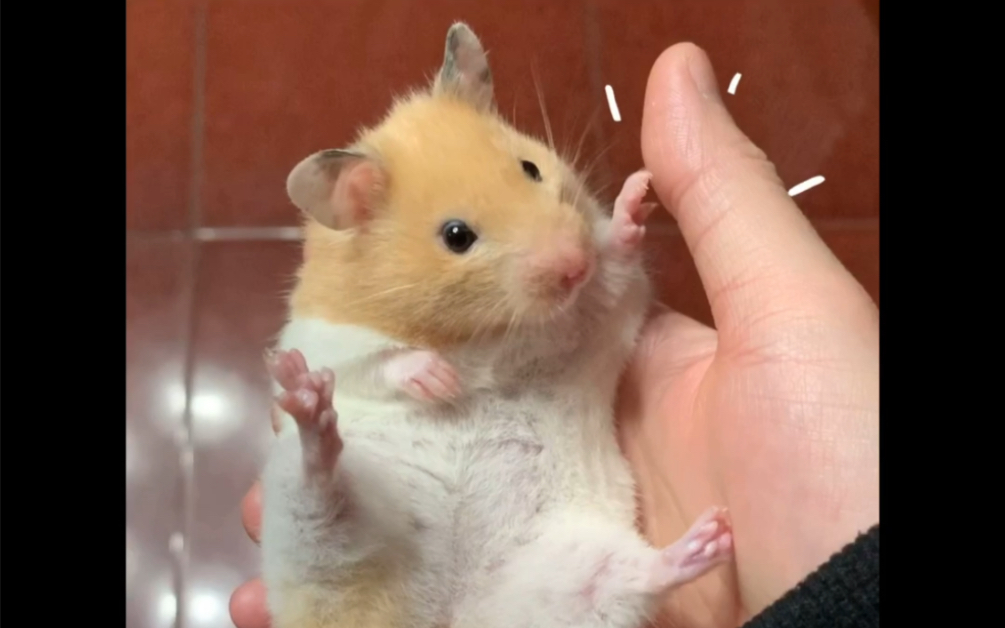 缺乏安全感的仓鼠