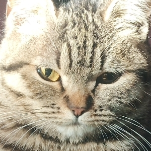 一只大沙猫 