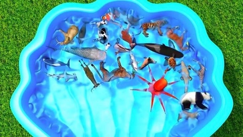 少儿卡通动画介绍海豚,绵羊和老虎熊猫海星益智玩具