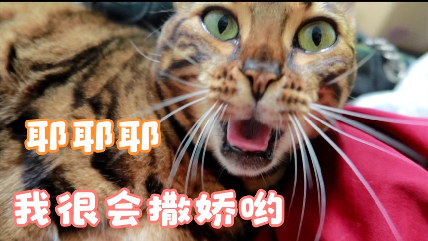 全网最会撒娇的小猫咪日常
