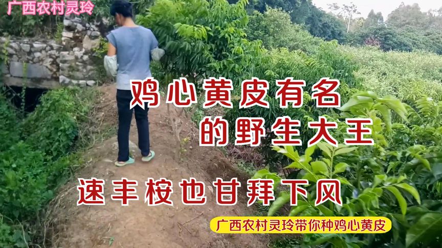 广西黄皮果种植非常随意,产量却高得惊人!