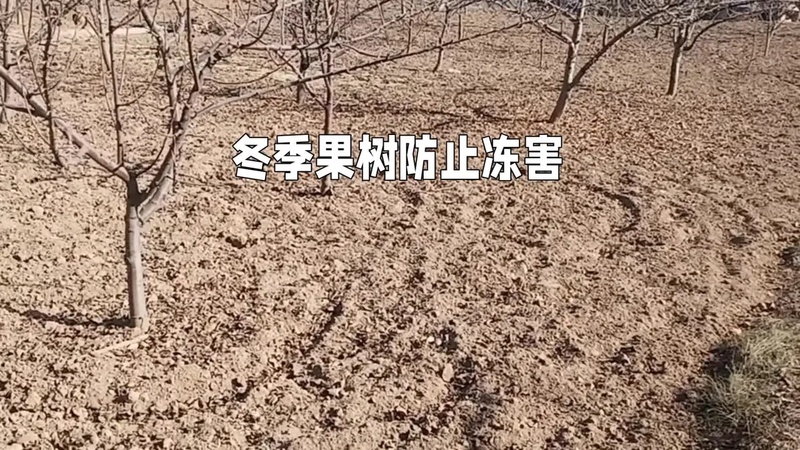 冬季如何防止果树冻害?
