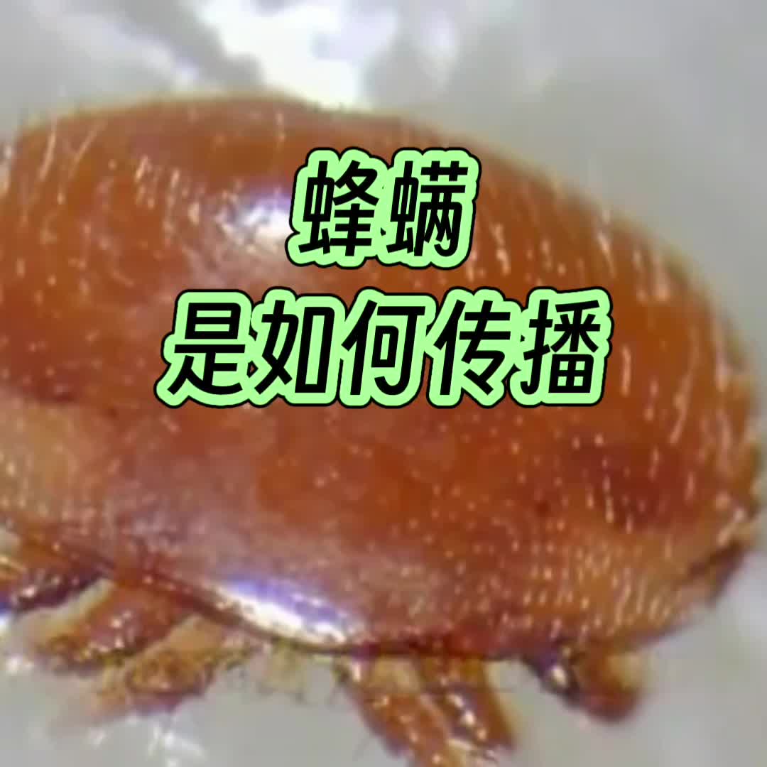 蜂螨是如何传播? 意大利蜂的蜂螨,是如何传播到每一群蜂都感染的?#...