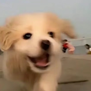 机智小南椒 