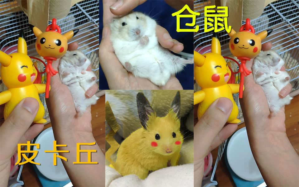 【大侦探皮卡丘】把皮卡丘和家里的仓鼠放在一起会怎么样?