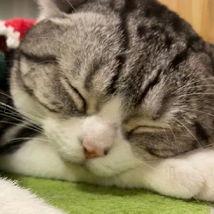 下次一定白嫖怪biu 