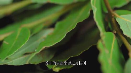香樟叶竟是厨房香叶?揭秘两者惊人区别,别再傻傻分不清!