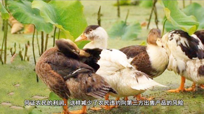投资农业,这6种农业创新商业模式,让你少走几年弯路