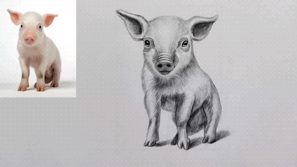 简单易学的素描动物小猪画法