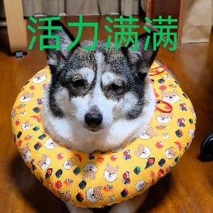 你的输出破零了啊 