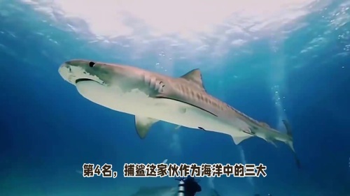 地球史上最强悍来鲨鱼:巨齿鲨,旋齿鲨,邓氏鱼,苍龙位列前四