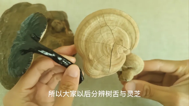 灵芝与树舌的区别 大自然的馈赠 野生灵芝 树舌灵芝