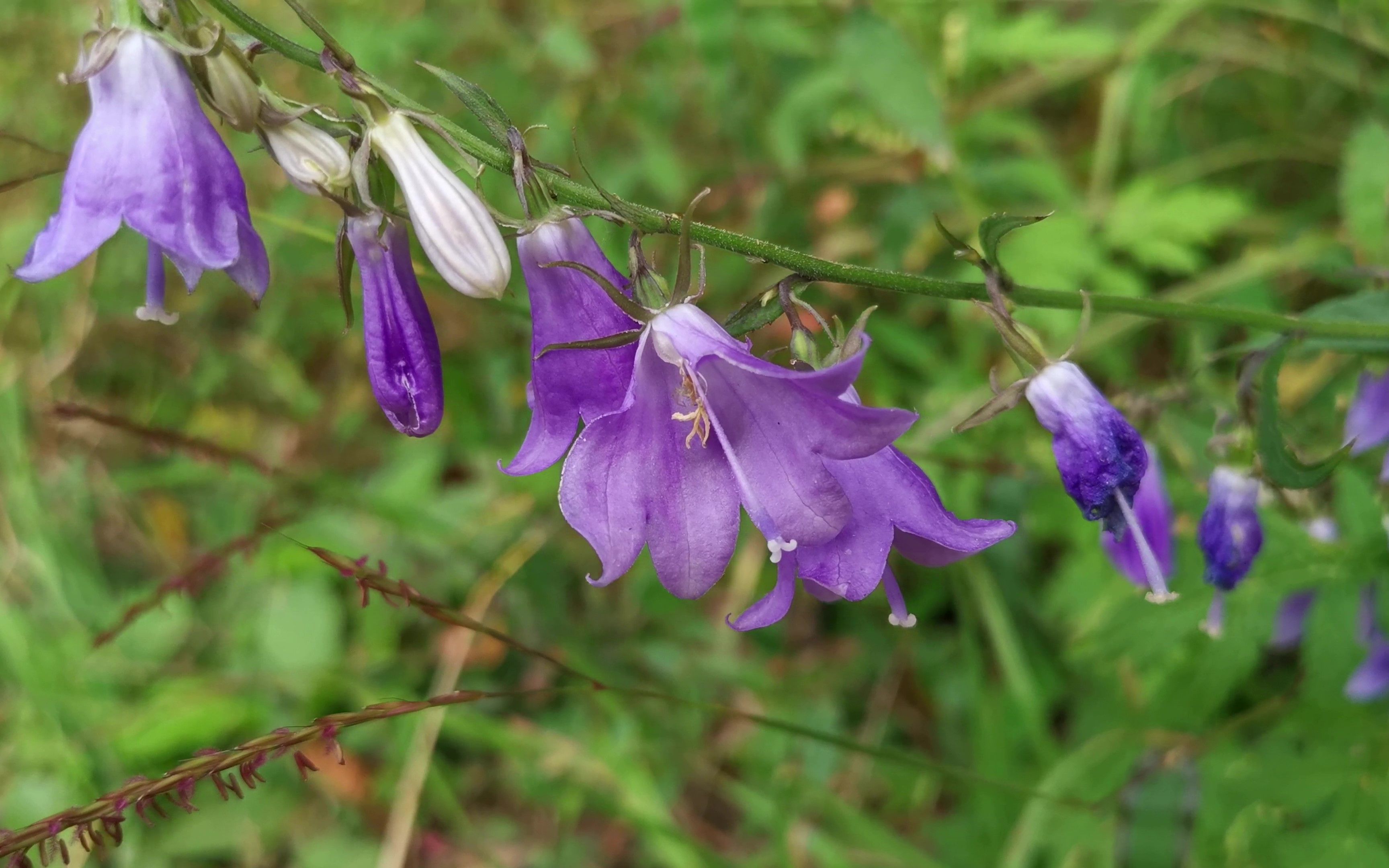 沙参:和人参丹参齐名的本草植物,古代位列“五参”之一