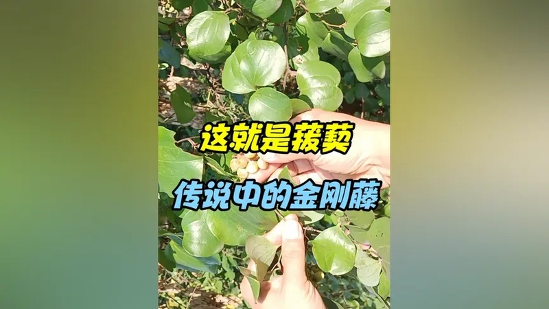 这就是传说中的金刚藤