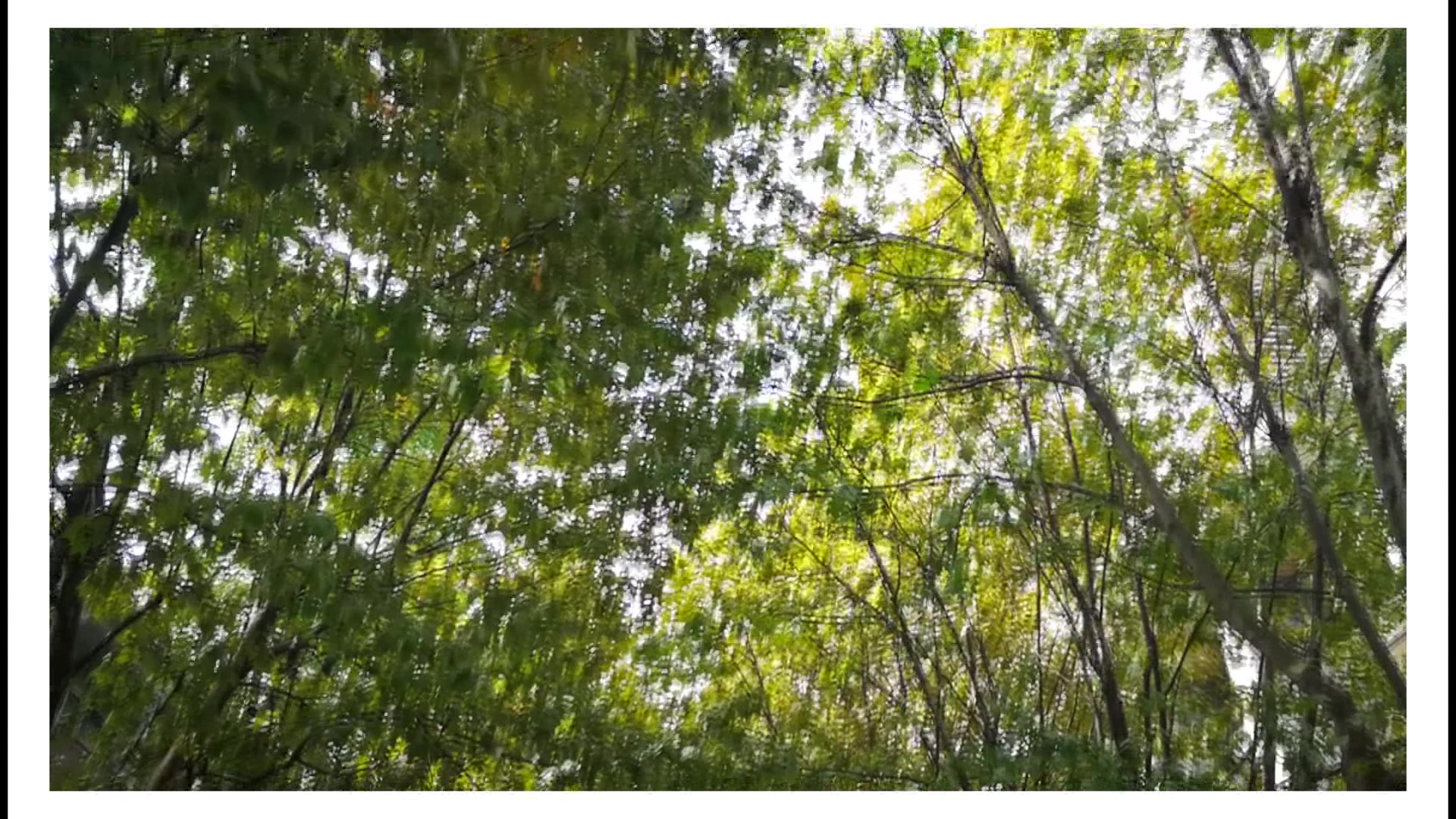 在川农---四川农业大学文化产业管理14级实践课程作品