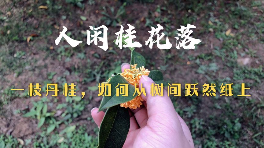 【国画】丹桂～人闲桂花落。采桂花,喝桂花茶,画桂花。
