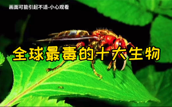 全球最毒的十大生物!