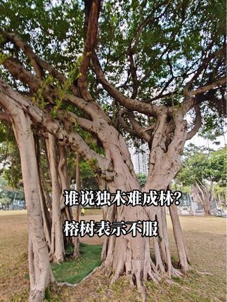 亚热带地区一种独木可成林的树--榕树#榕树