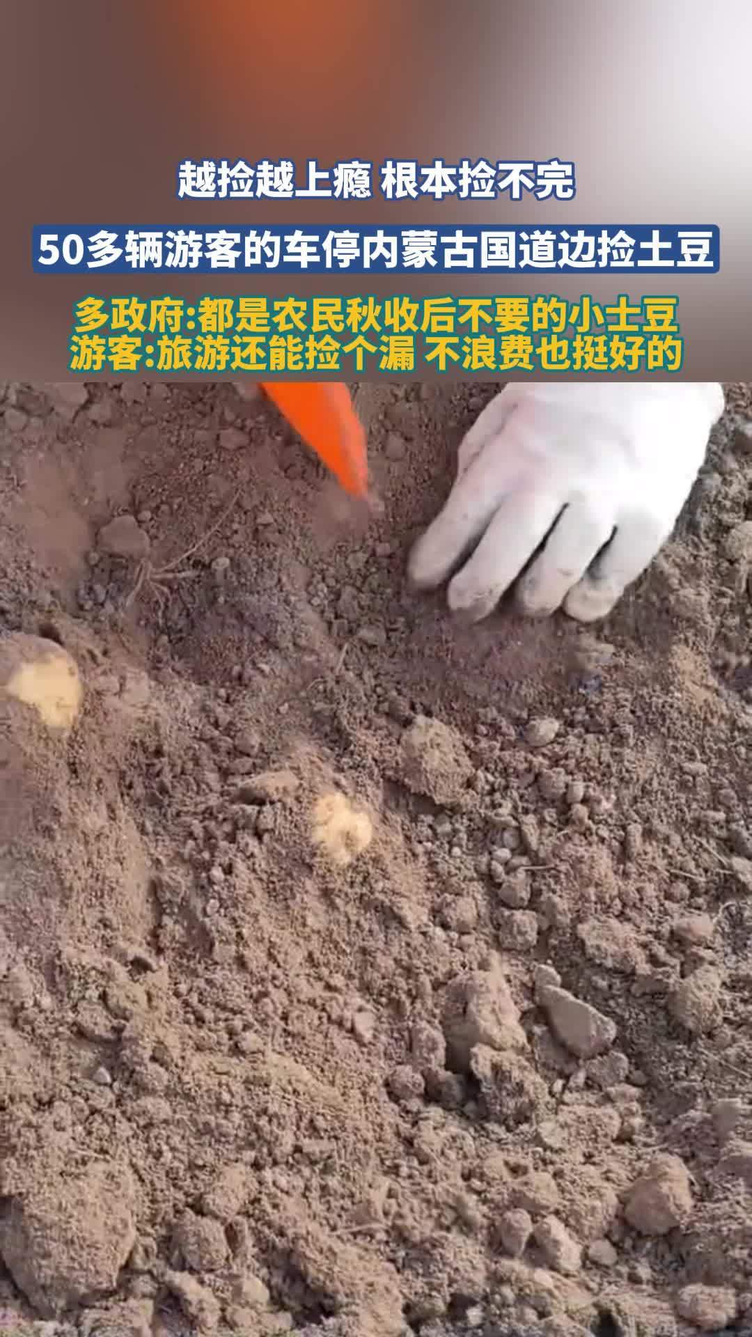 越捡越上瘾 根本捡不完,50多辆游客的车停内蒙古国道边捡土豆