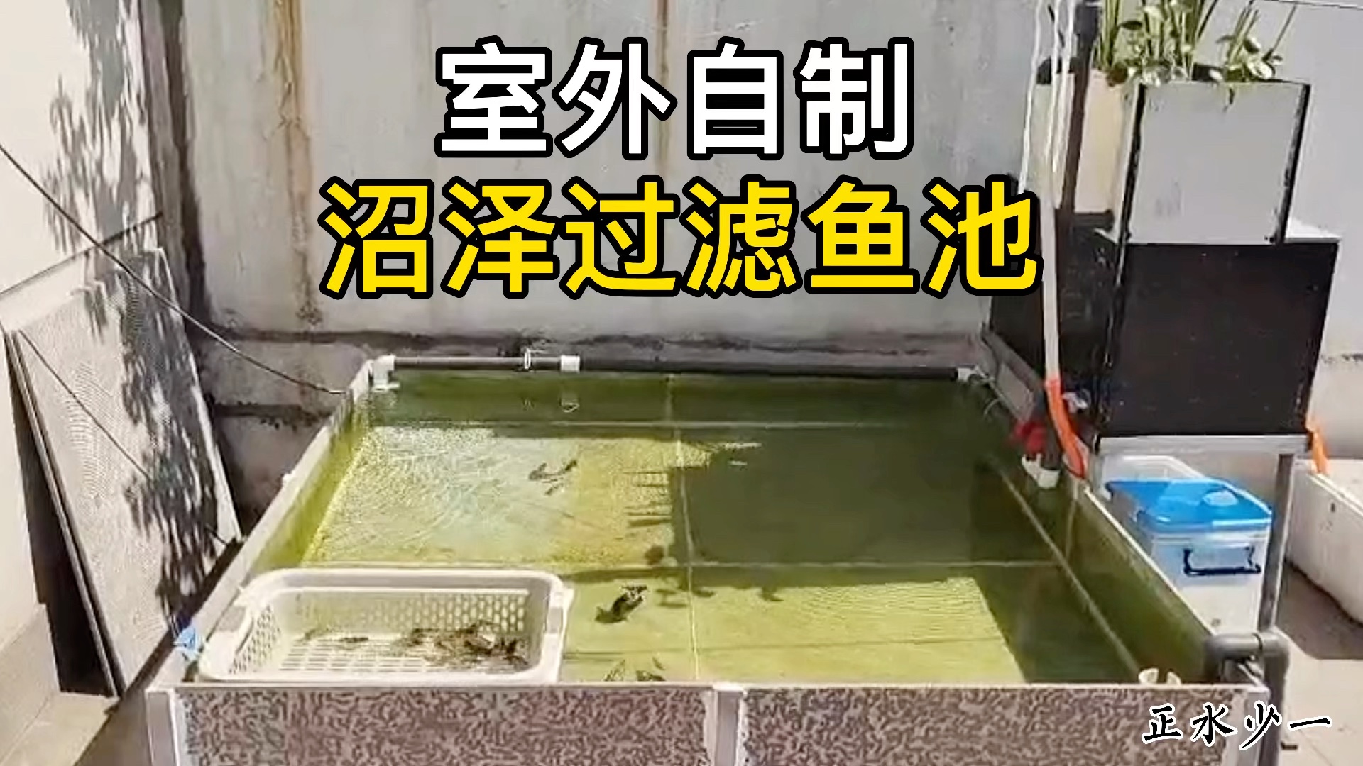 室外自制沼泽过滤鱼池,想要省钱,还得自己动手做