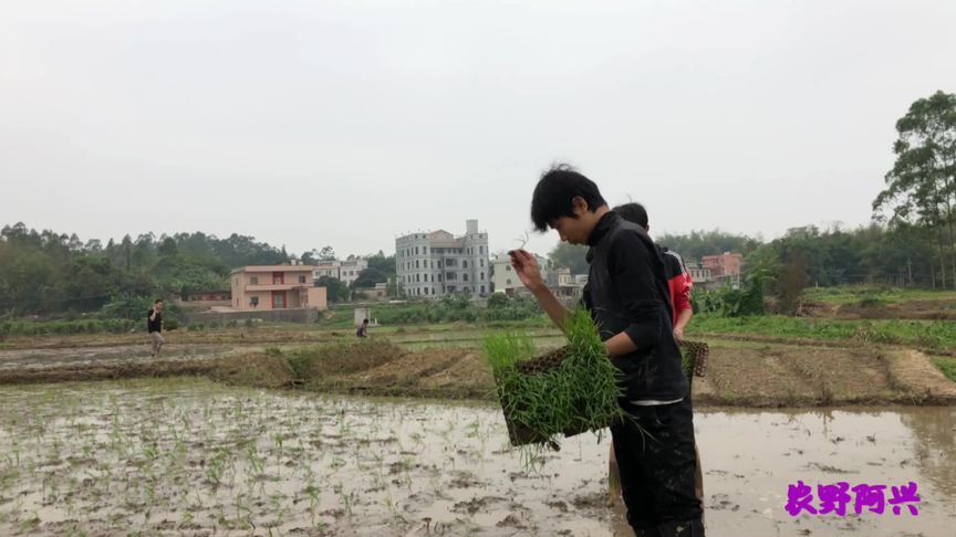春耕进行时,广西农村是这样种植水稻的,跟你们那的种法一样吗?