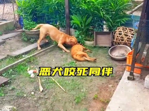 狗狗被咬!主人火速"上课"!