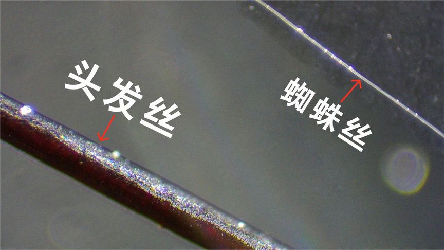 显微镜下观察蜘蛛丝:比头发丝细1000倍,但比钢铁还硬