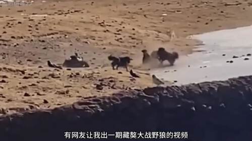 藏獒大战嚣张的野狼,狗的表现着实让人不敢恭维!