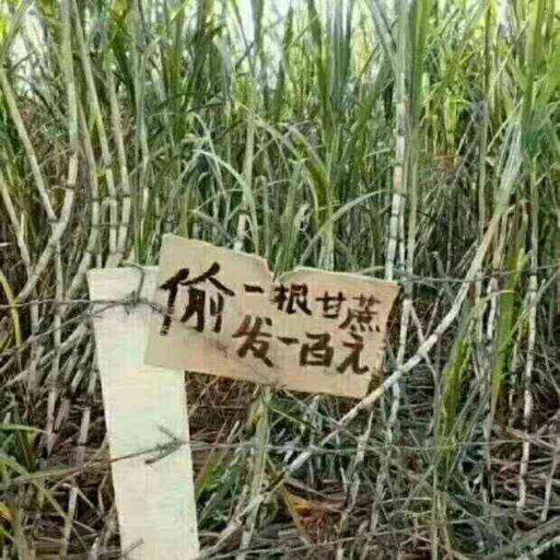鸢乱呀 