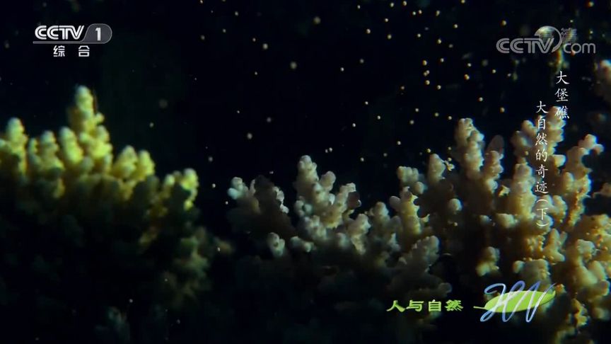 人与自然:月球周期运动竟会引发珊瑚产卵?这场景太美妙,来围观