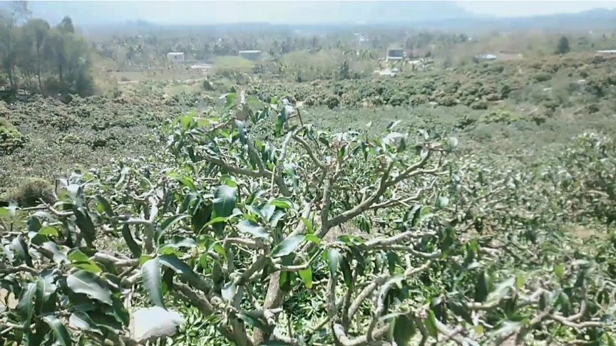 芒果树季节每年是这时候剪枝修剪到六月份去,今年第一个果园修剪