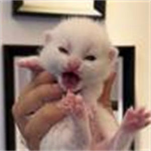 小奶猫成长日记