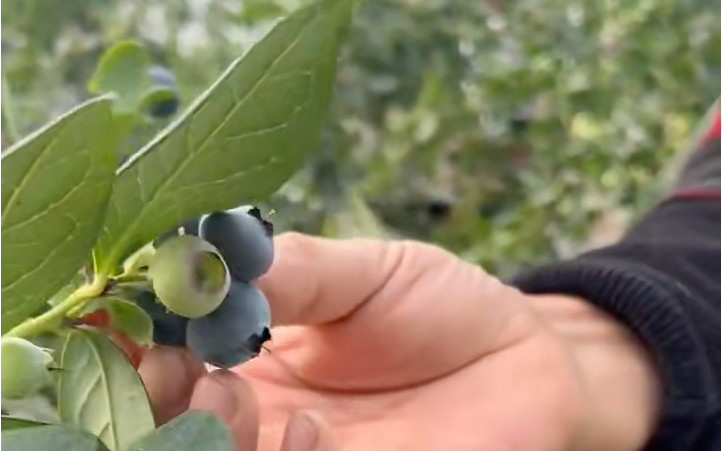 超大L25蓝莓采摘日记:从田间到餐桌,记录美味之旅!