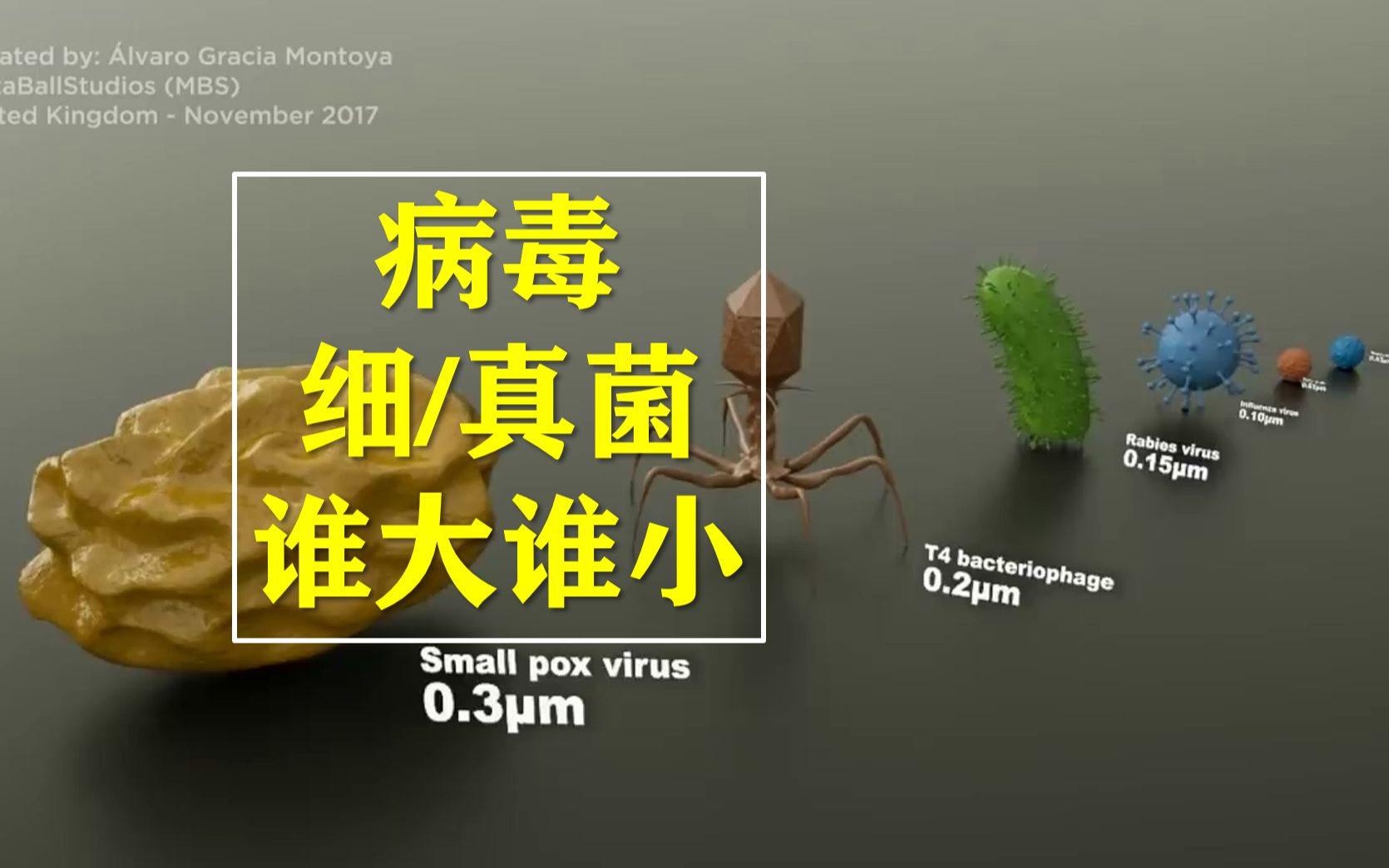 微观世界的大小:病毒-细菌-真菌-噬菌体-食脑虫-藻类-花粉-精子-卵子-...