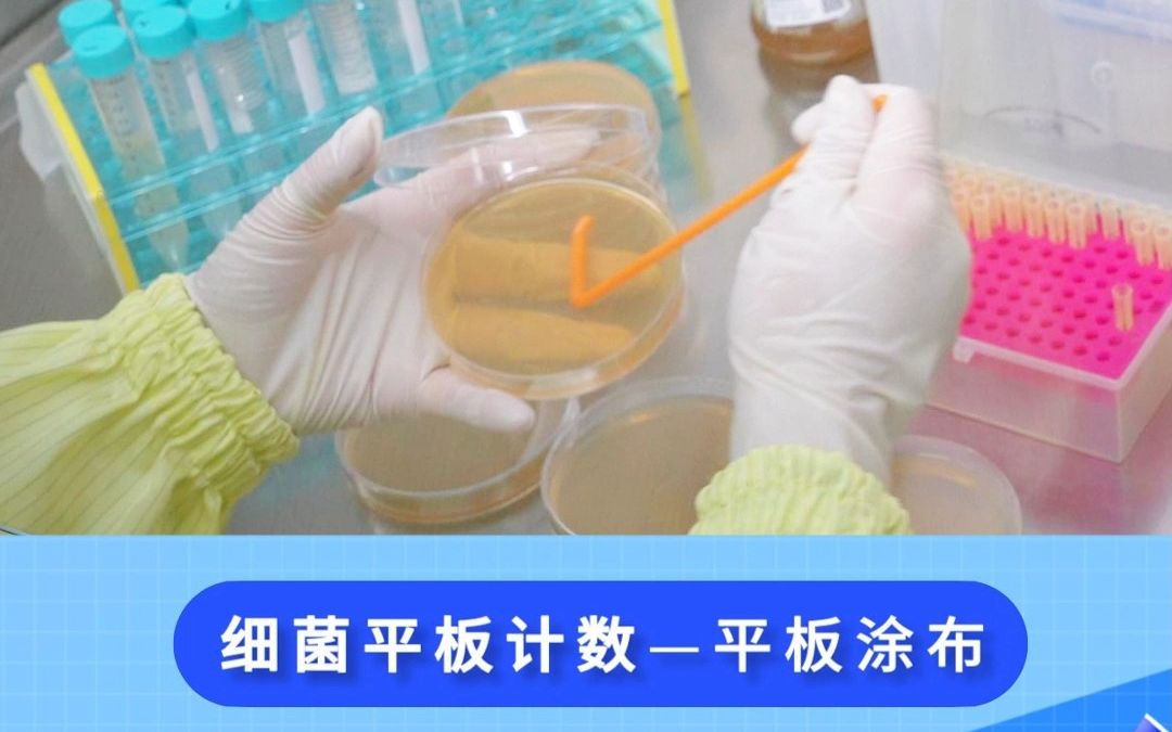 细菌平板计数-平板涂布