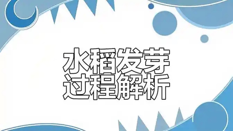 水稻生长全过程揭秘:从种子到发芽的奇妙变化