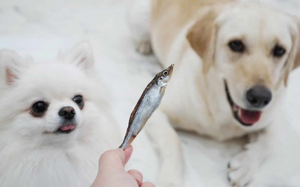 这是一个你看完会咽口水的狗狗吃饭视频,小鱼干太香了!