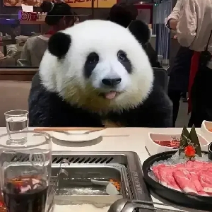 月薪一千五的小熊猫 