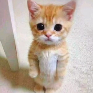 我是一只修猫咪 