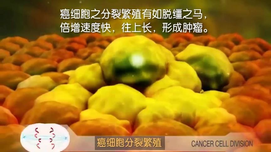 癌细胞分裂繁殖有如脱缰的野马,无止境地增生,最终形成肿瘤