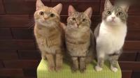 猫咪到底喜不喜欢你, 从这几个表现就可以看出来