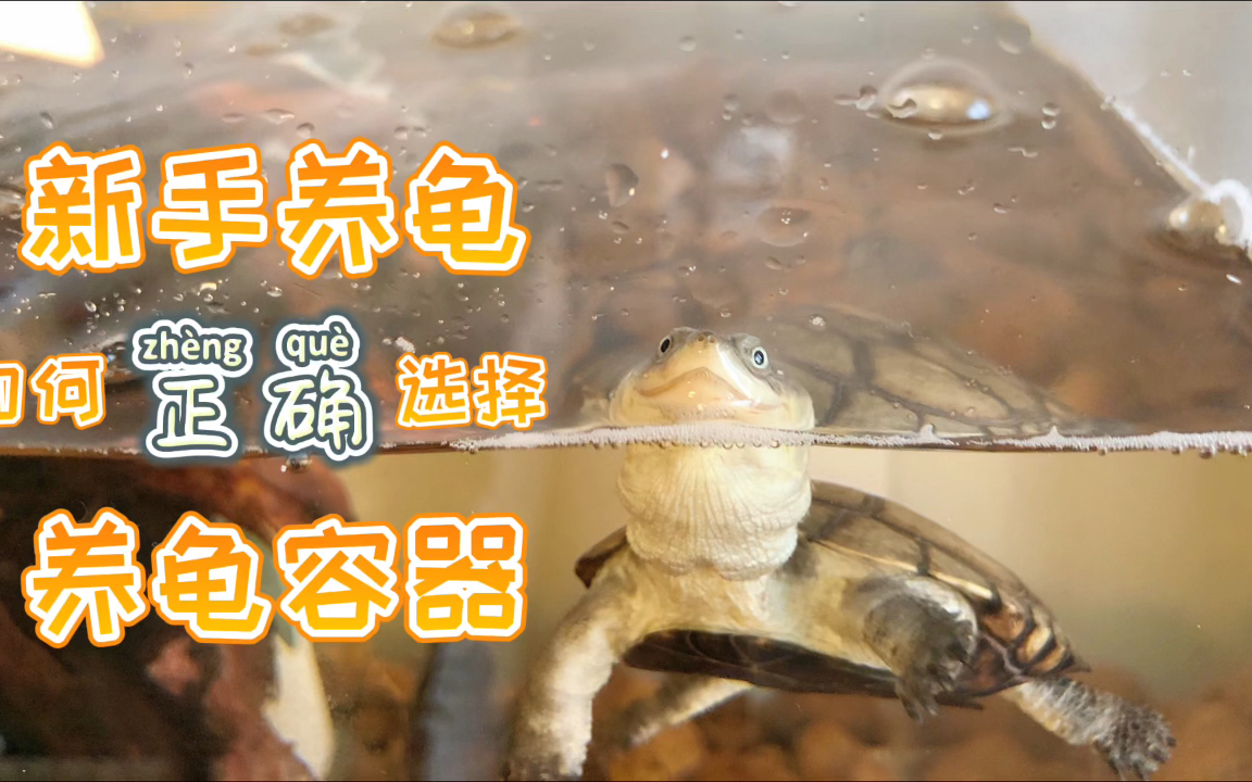 不是新手请划走!保姆级选择龟缸指南